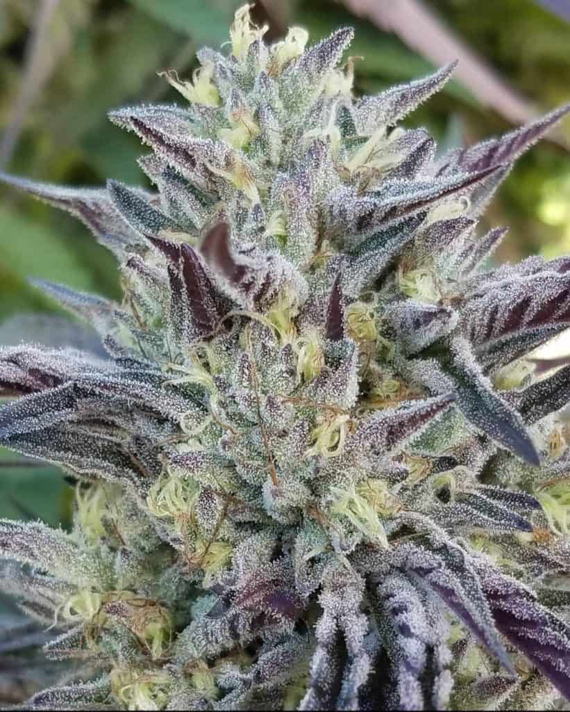 BIOVORTEX Black Dog’s Gift - Alpine Seed Group