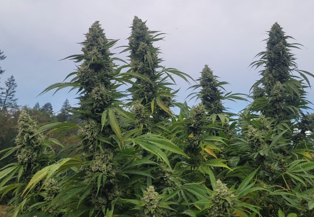 Biovortex - Alpine Seed Group