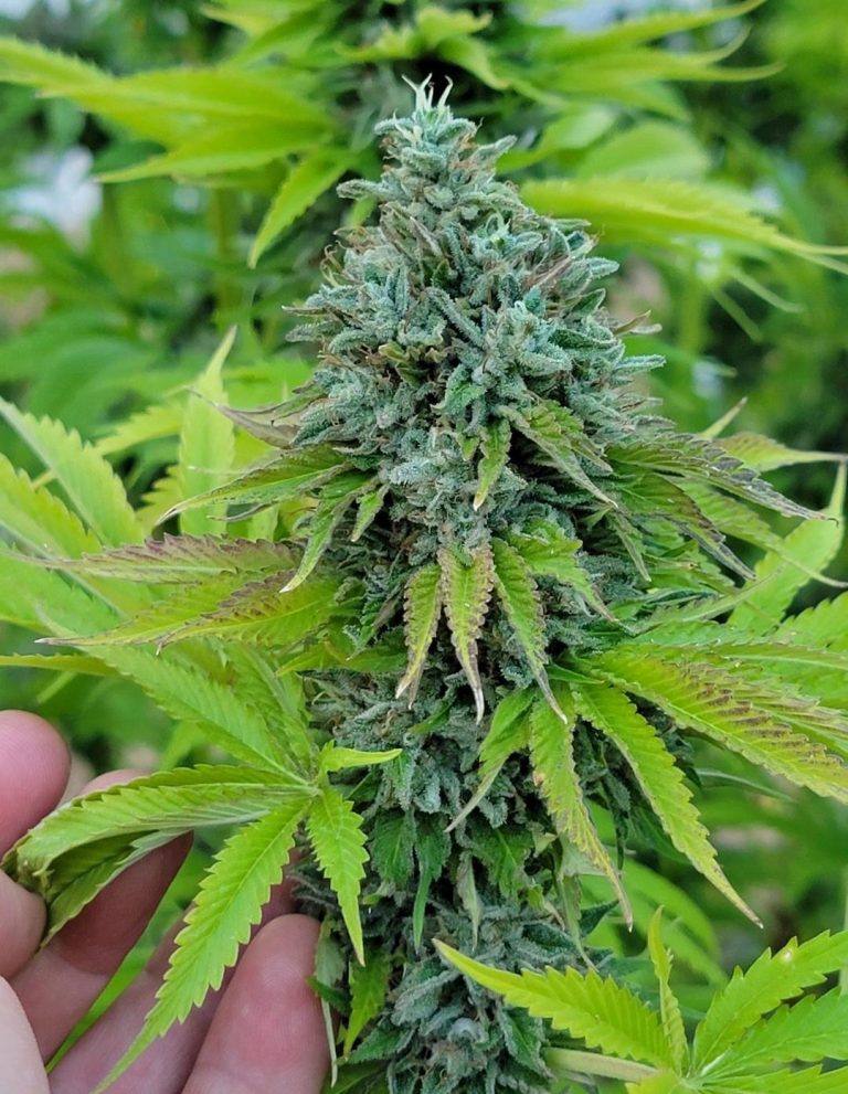 FREEBORN *FEMINIZED* Chem91 x Hindu - Alpine Seed Group