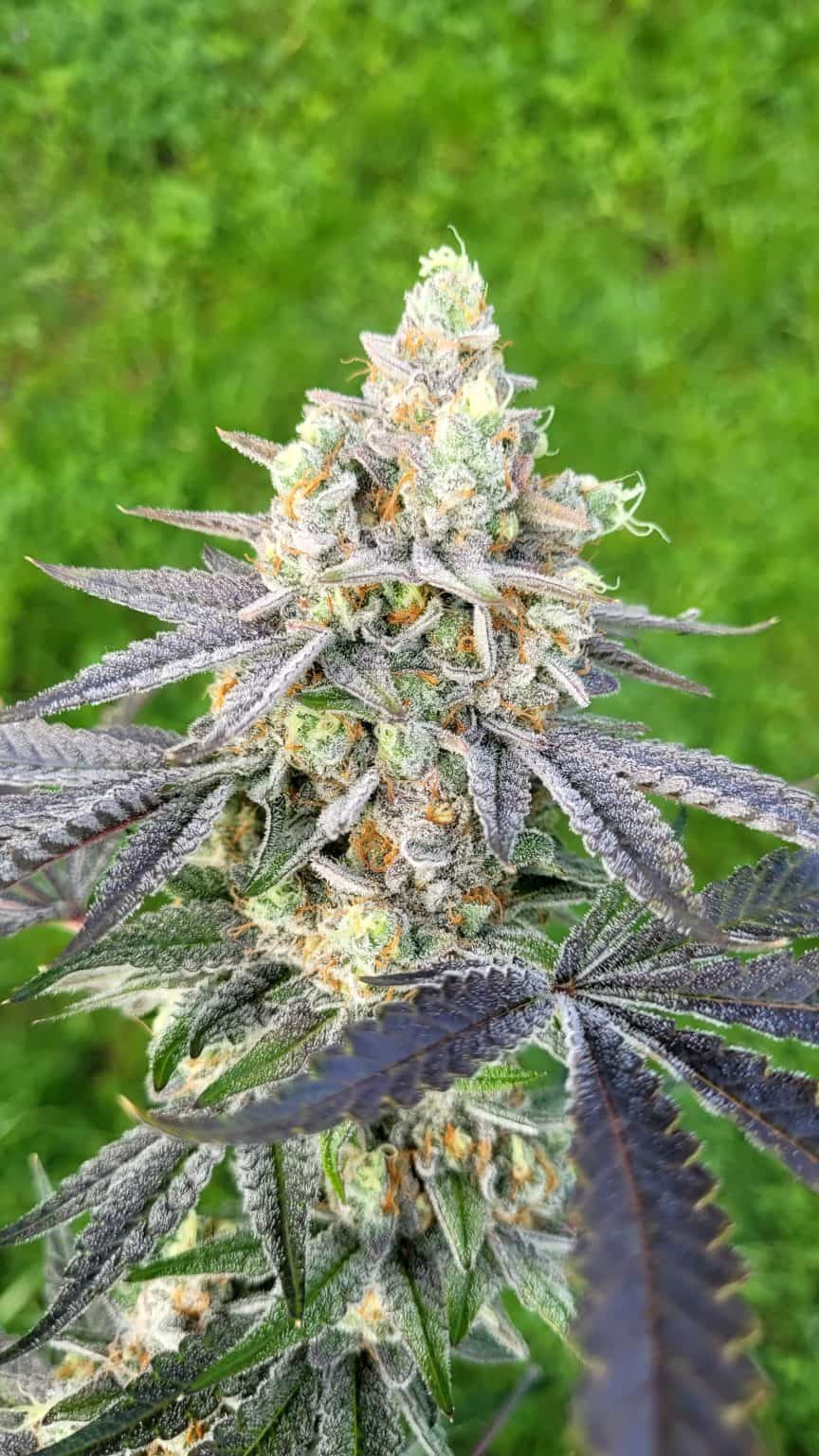 BIOVORTEX Puppy Breath *FEMINIZED* - Alpine Seed Group