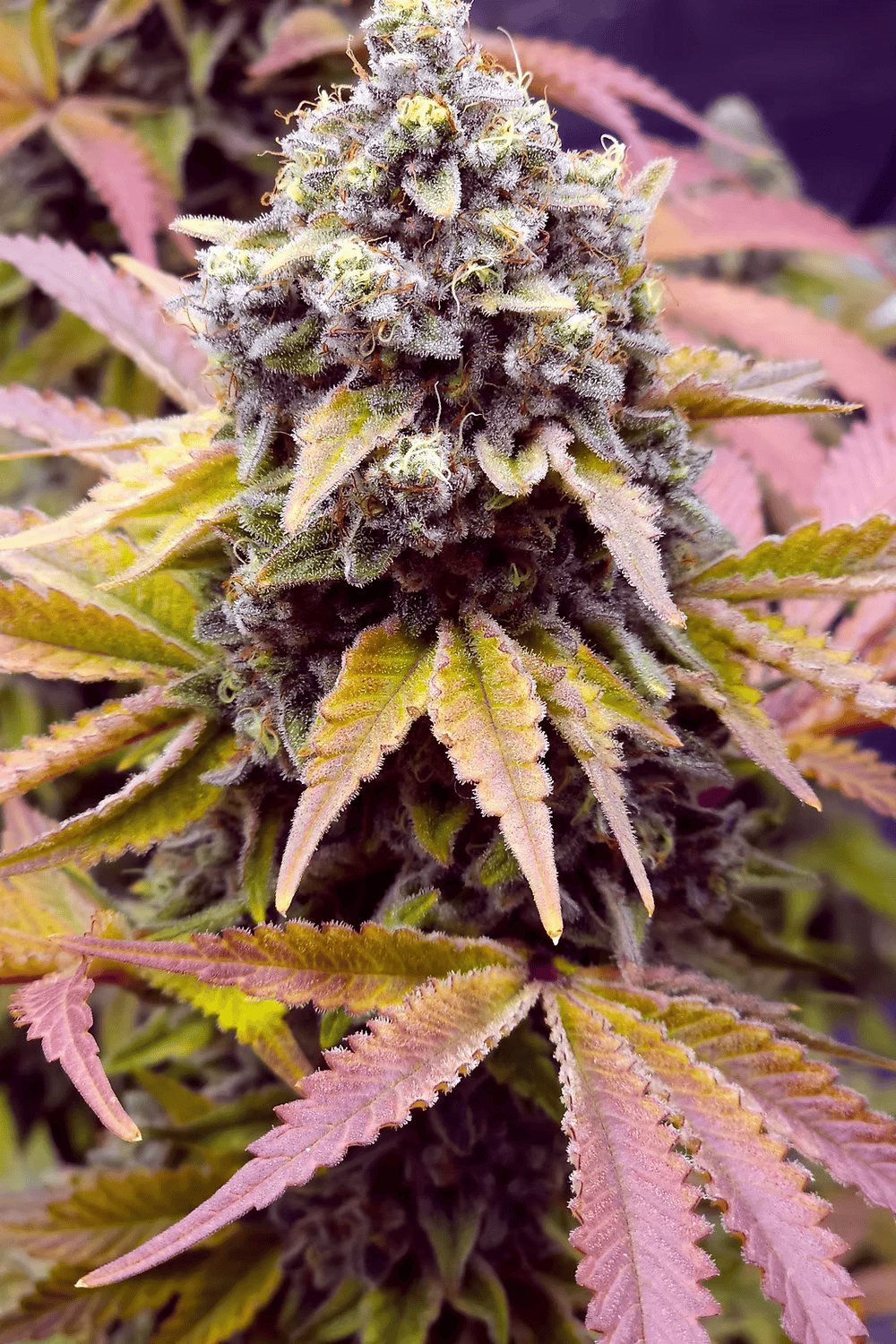 HAPPY DREAMS Glazed Lemon Thai - Alpine Seed Group