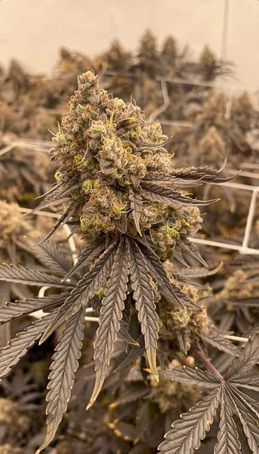 HAPPY DREAMS Cherry Gas - Alpine Seed Group