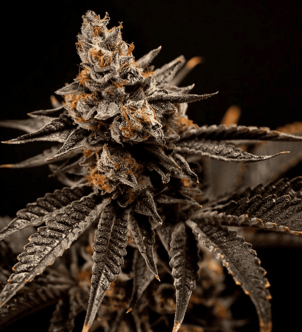 HAPPY DREAMS Cherry Gas - Alpine Seed Group