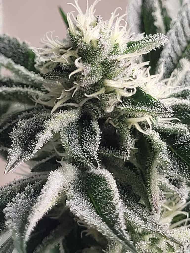 BASK TRIANGLE Mandy Burguer (Feminized) - Alpine Seed Group