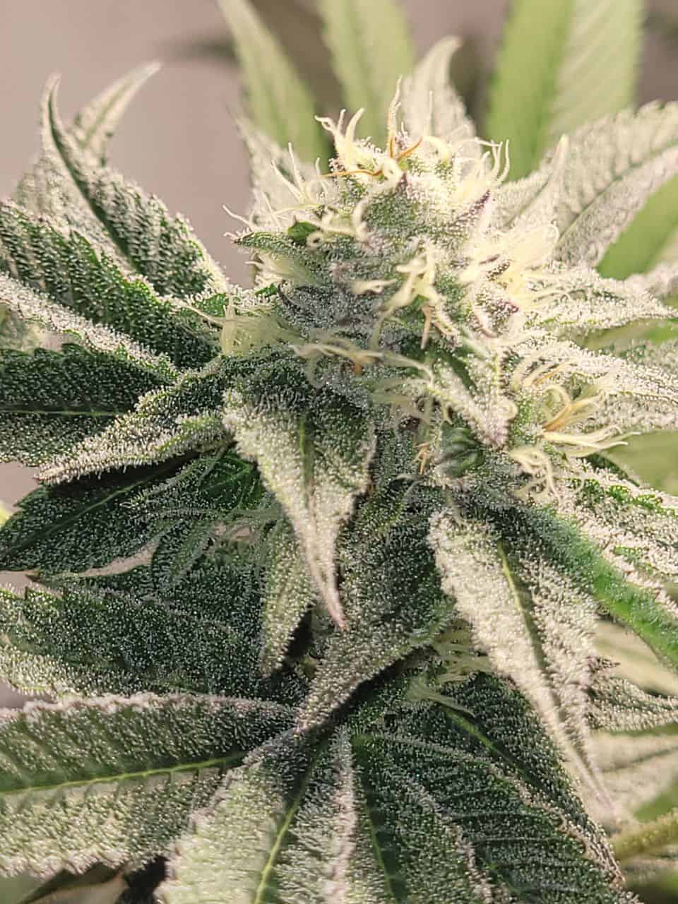 BASK TRIANGLE Mandy Burguer (Feminized) - Alpine Seed Group