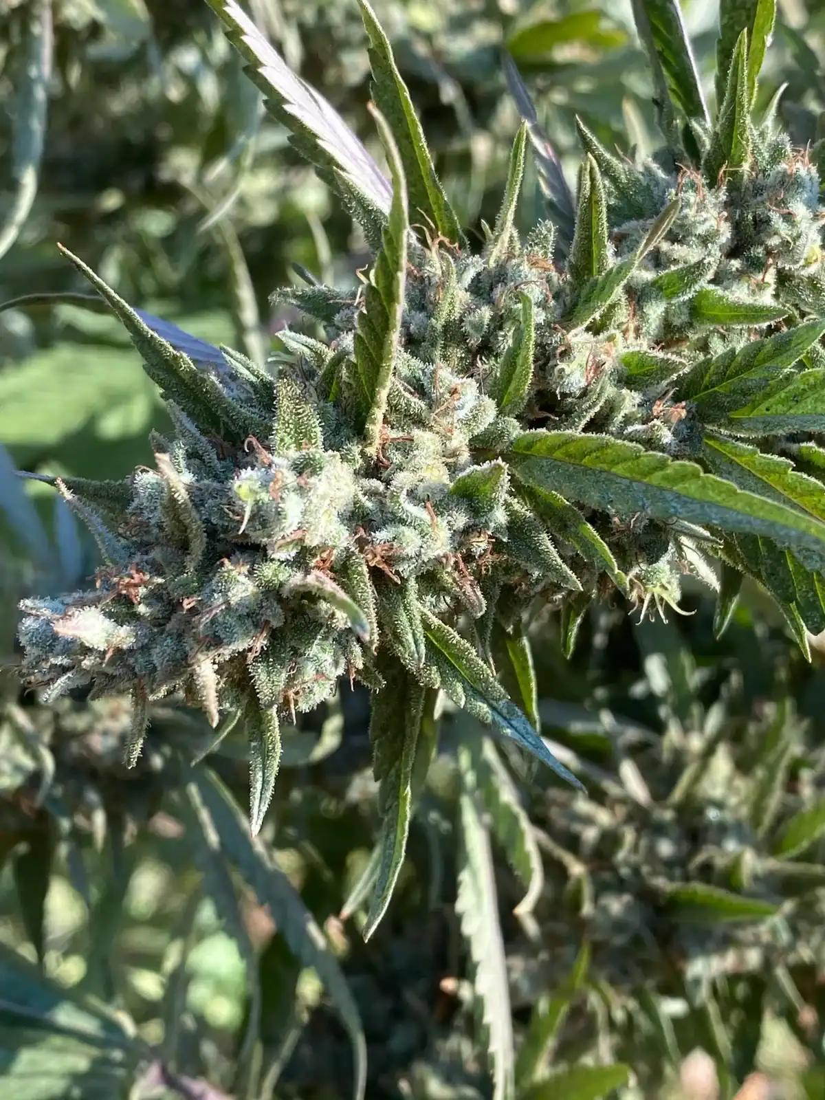 HEARTROCK Swazi Gold f7 - Alpine Seed Group